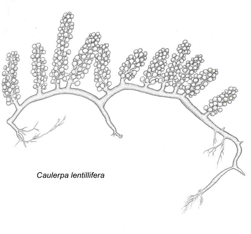 Caulerpa lentillifera