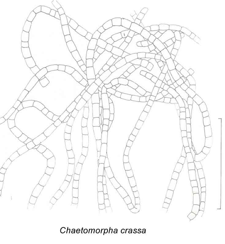 Chaetomorpha crassa