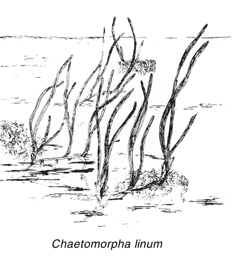 Chaetomorpha linum