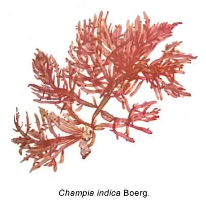 Champia indica