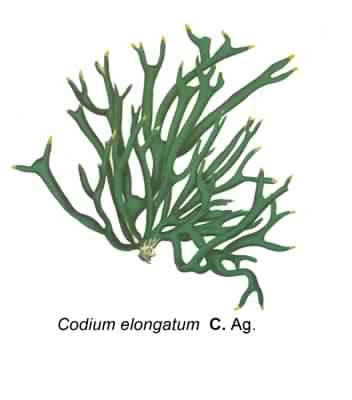 Codium elongatum