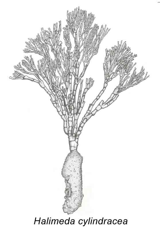 Halimeda cylindracea