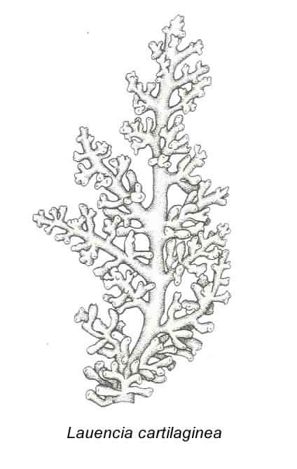Laurencia cartilaginea