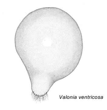 Valonia ventricosa