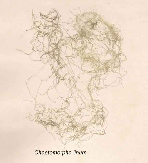 Chaetomorpha linum