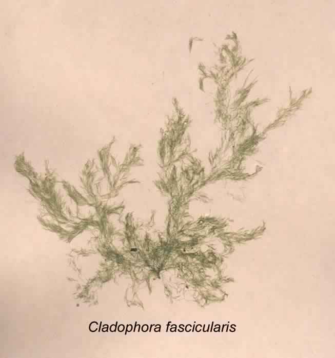 Cladophora fascicularis