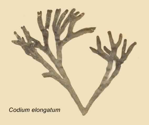 Codium elongatum