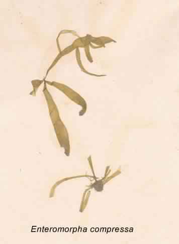 Enteromorpha compressa