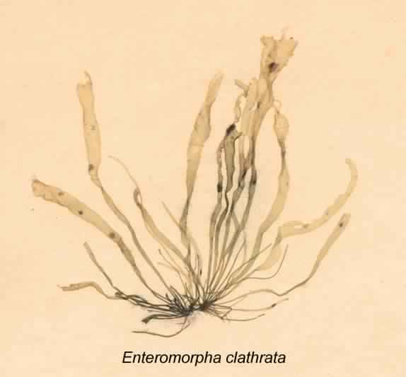 Enteromorpha clathrata