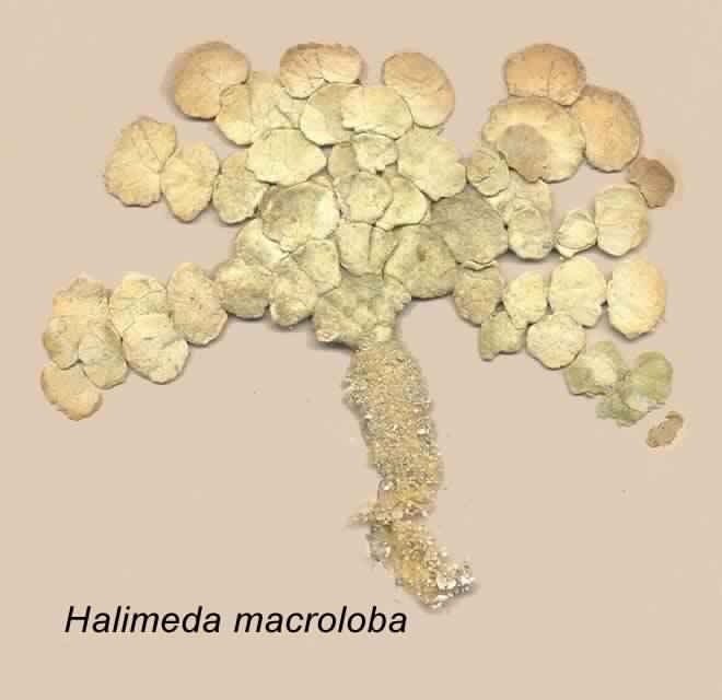 Halimeda macroloba