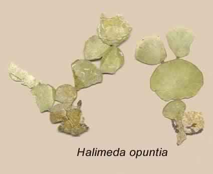 Halimeda opuntia