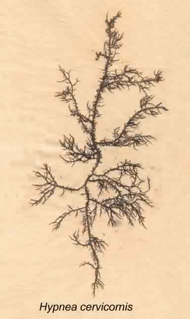Hypnea cervicornis