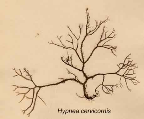 Hypnea cervicornis