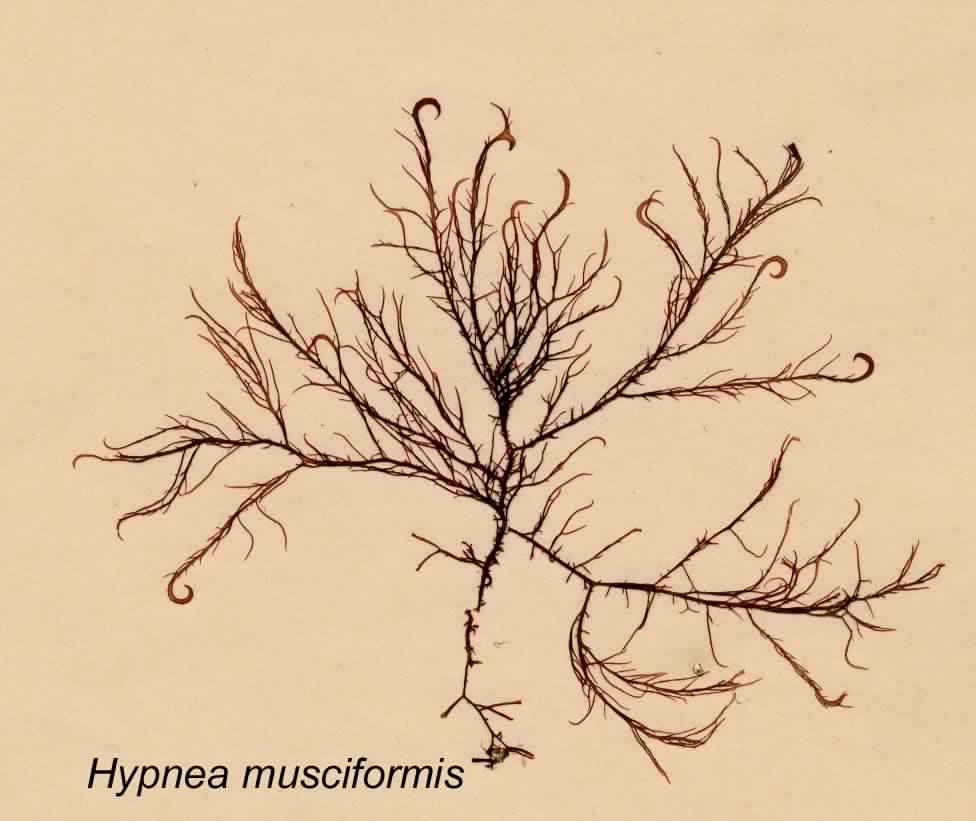 Hypnea musciform