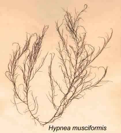 Hypnea musciform