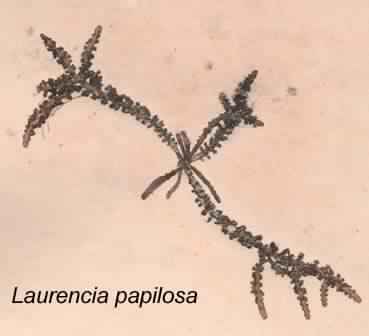 Laurencia papillosa