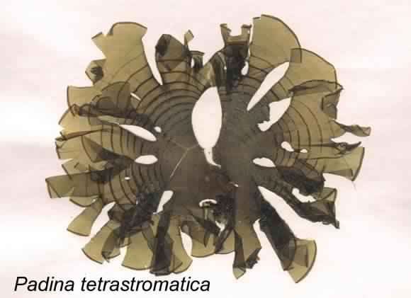 Padina tetrastromatica