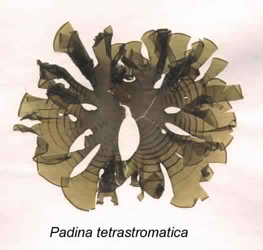 Padina tetrastromatica