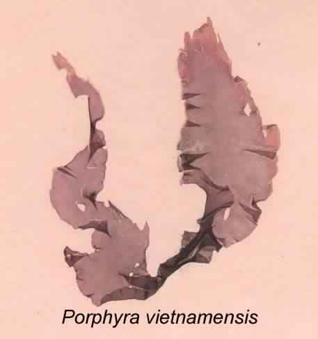 Porphyra vietnamensis