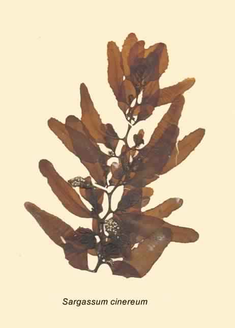 Sargassum cinereum