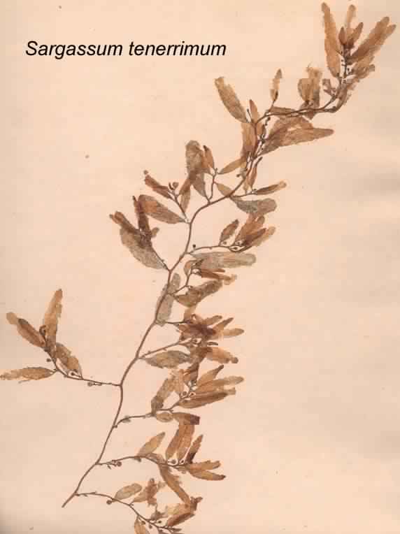 Sargassum tenerrimum