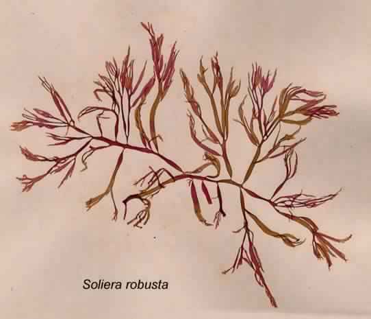 Soliera robusta