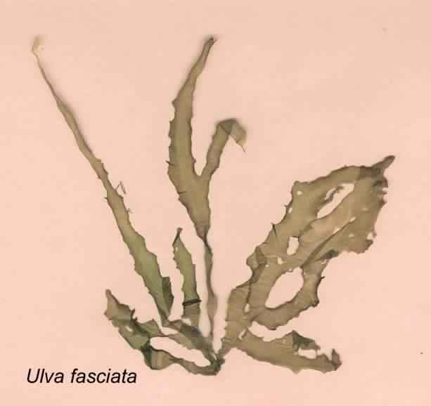 Ulva fasciata