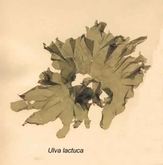 Ulva lactuca