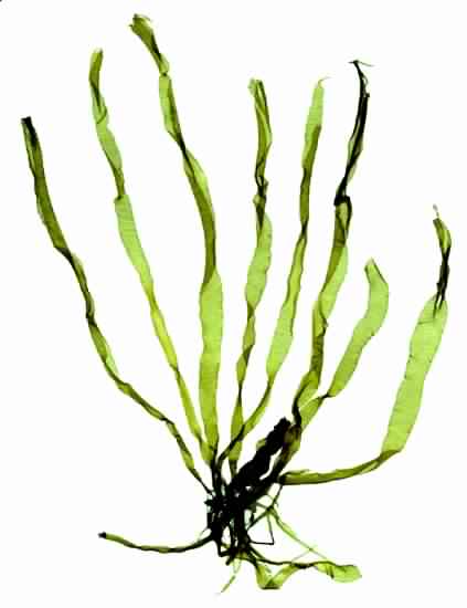 Enteromorpha compressa