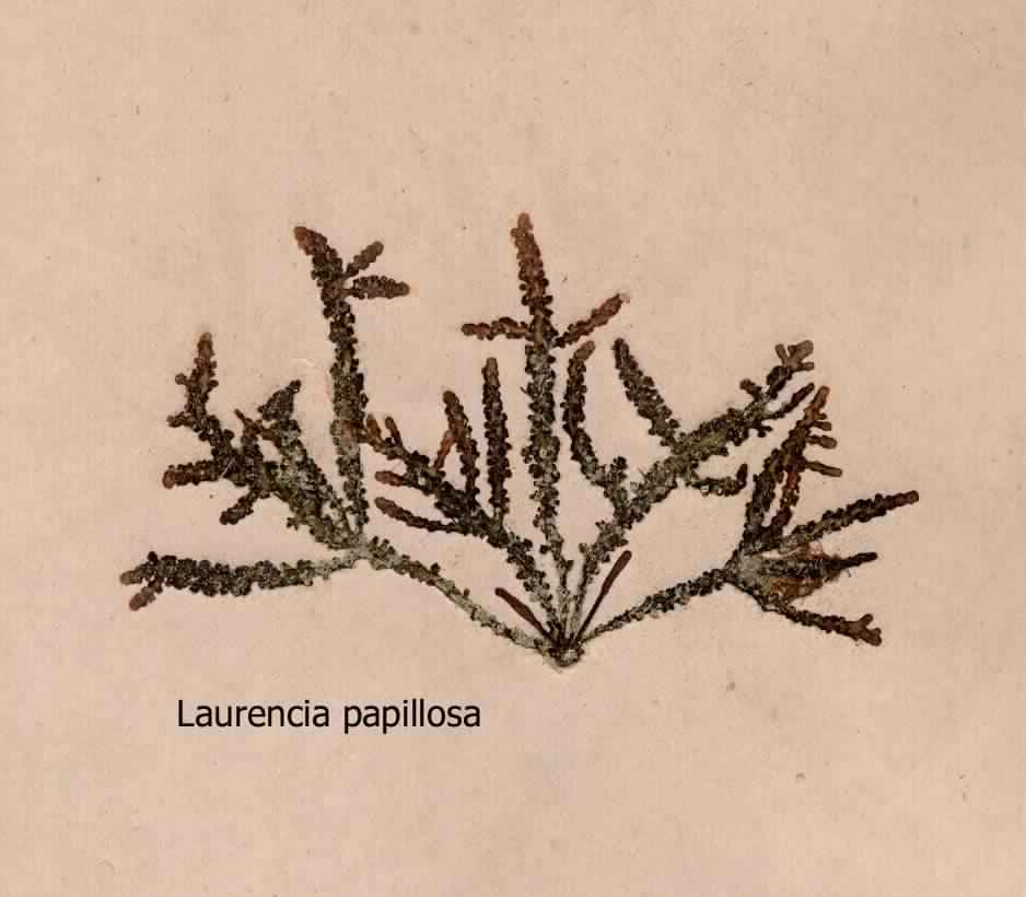 Laurencia papillosa