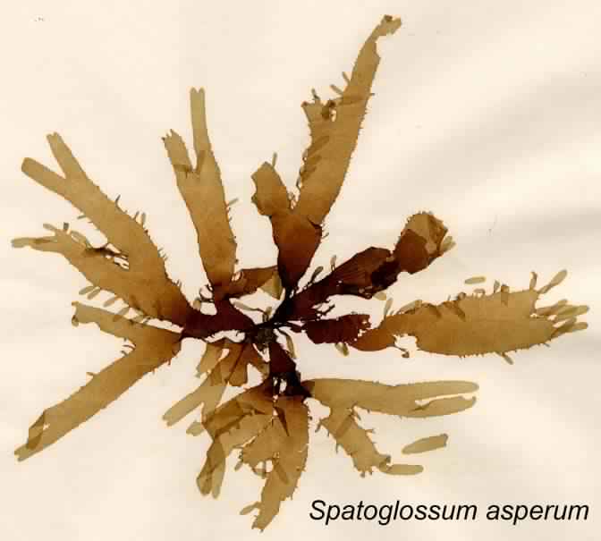 Spatoglossum asperum