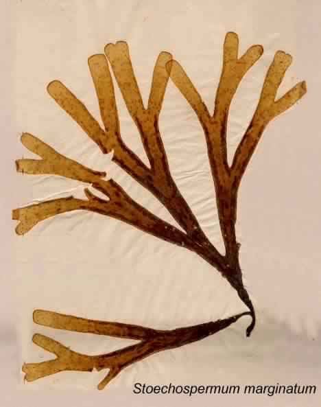 Stoechospermum marginatum