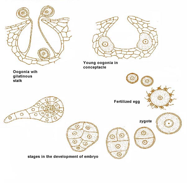 Sargassum life cycle