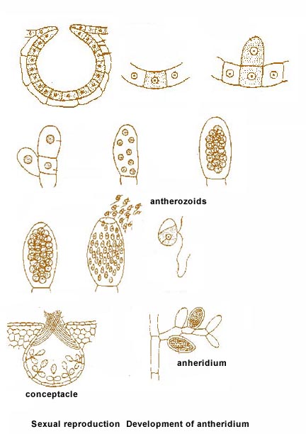 Sargassum life cycle