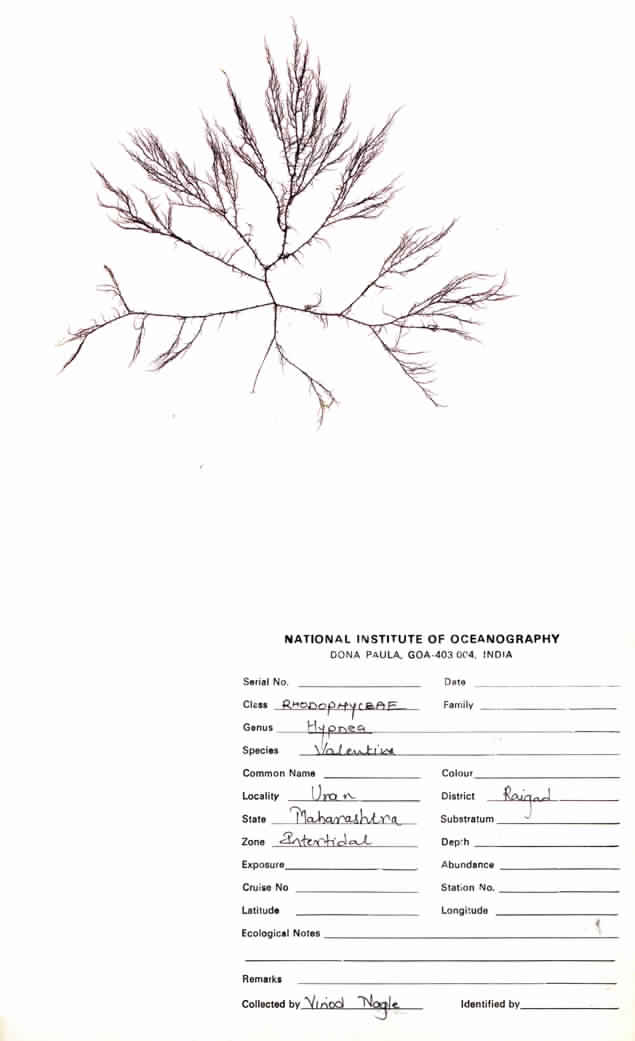Preparation of herbarium