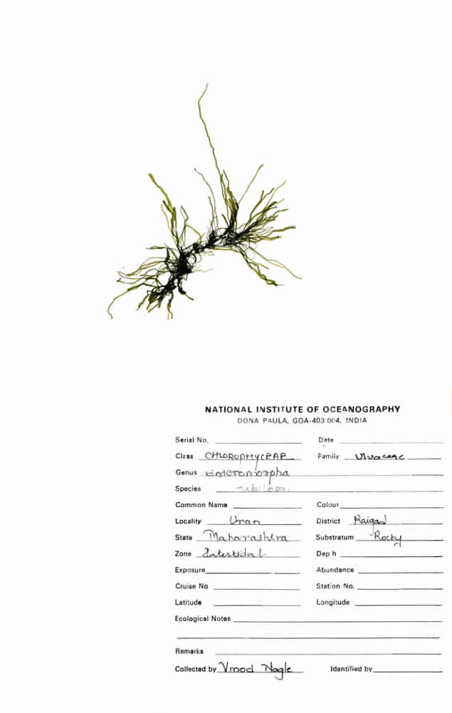 Preparation of herbarium